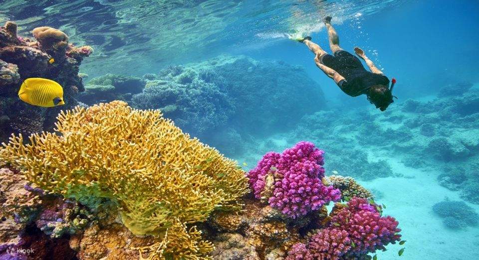 Discover the Beauty of Giftun Island: Snorkeling Tour with Buffet Lunch ...