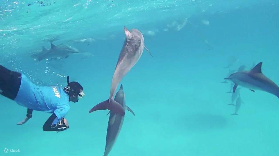 Discover the Majestic Dolphins of the Red Sea: Hurghada Dolphin ...