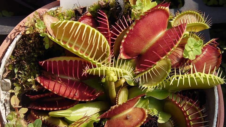 อี๋หลาน: บัตรเข้าชมฟาร์ม BoDi & กิจกรรม DIY - Klook ประเทศไทย