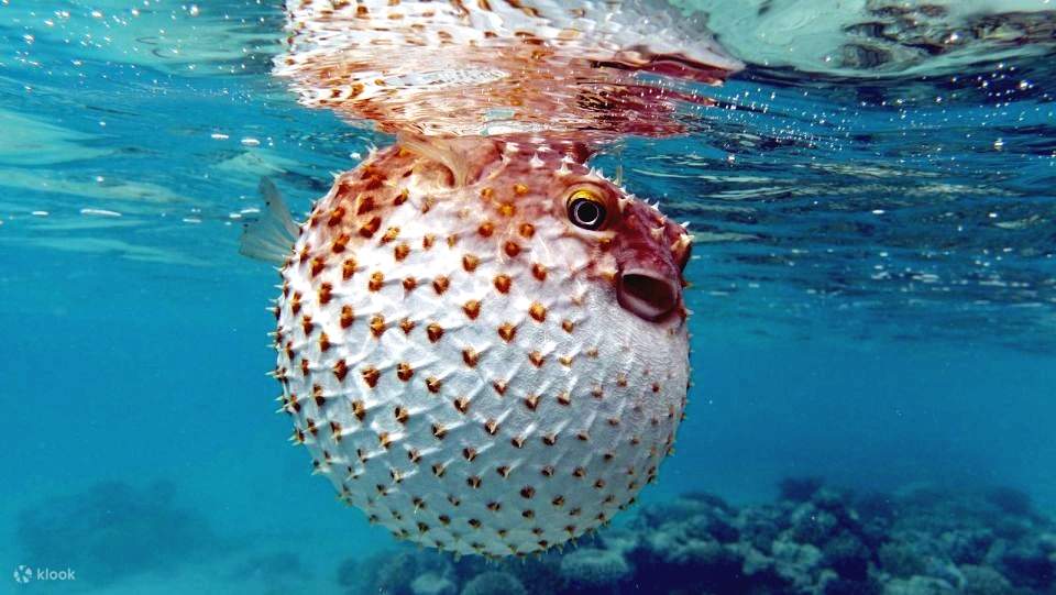 Jelajahi Marsa Mubarak: Snorkeling bersama Sapi Laut dan Penyu di Marsa ...