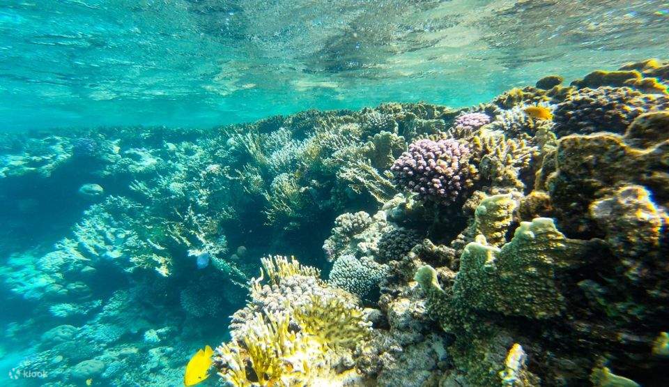 Explore Makadi Bay: Magawish Island & Snorkeling Tour with Buffet Lunch ...
