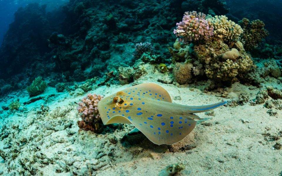 Discover the Wonders of Marsa Alam: Sataya Reefs Dolphin Snorkel Cruise ...