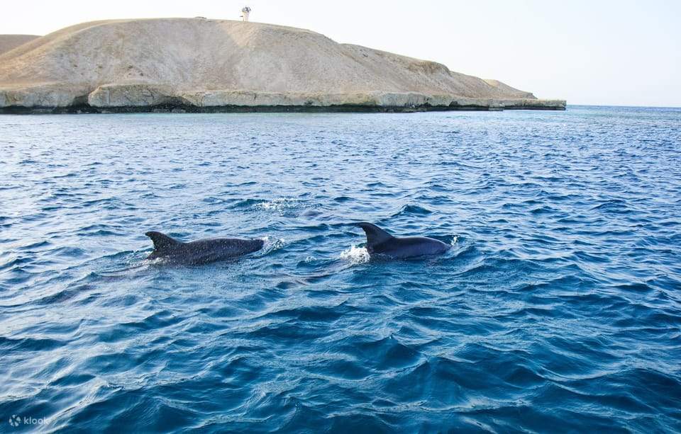 Berenang dengan Lumba-Lumba & Snorkeling di Hurghada – Boat Trip ...