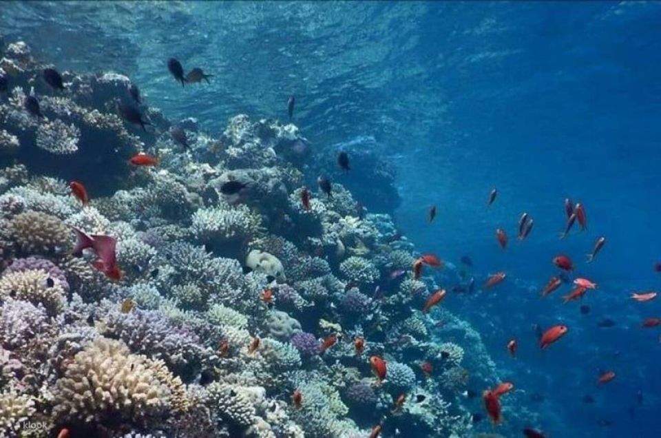 Explore Underwater Wonders: Scenic Submarine Tour in Hurghada with ...