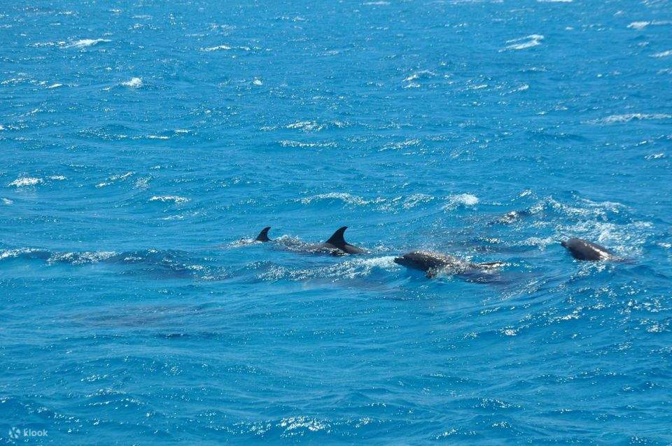 Discover the Majestic Dolphins of the Red Sea: Hurghada Dolphin ...