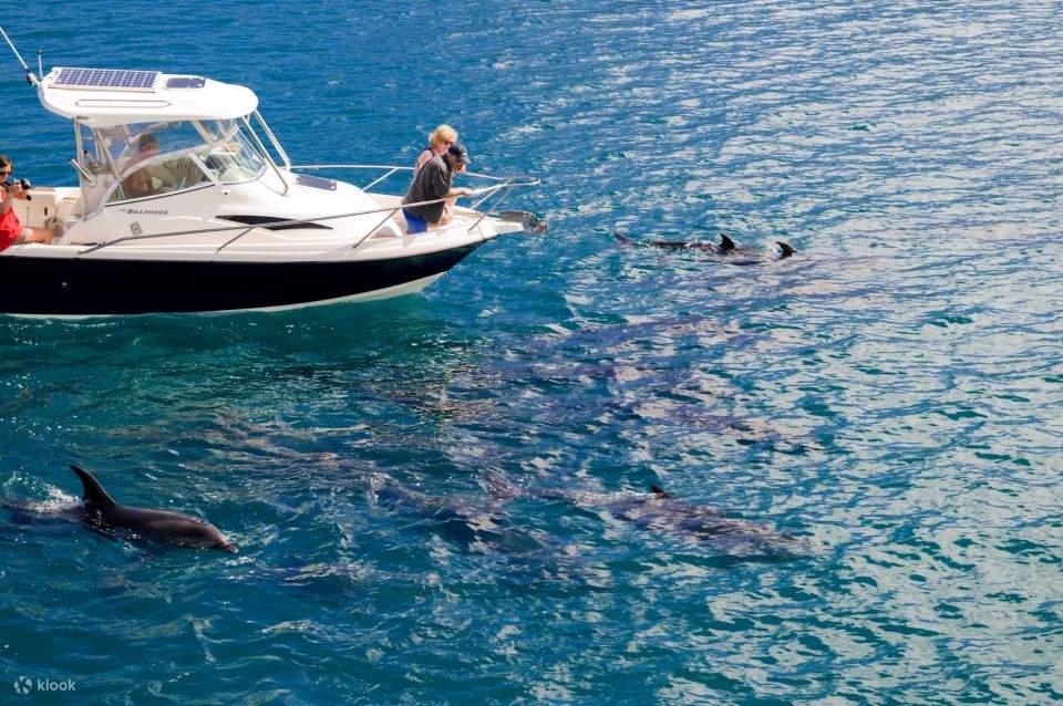 Explore El Gouna: Dolphin Watching Boat Tour with Snorkeling & Lunch ...