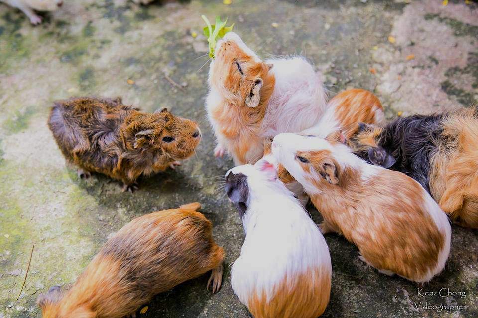 KL Tower Mini Zoo Discount Ticket in Kuala Lumpur, Malaysia - Klook