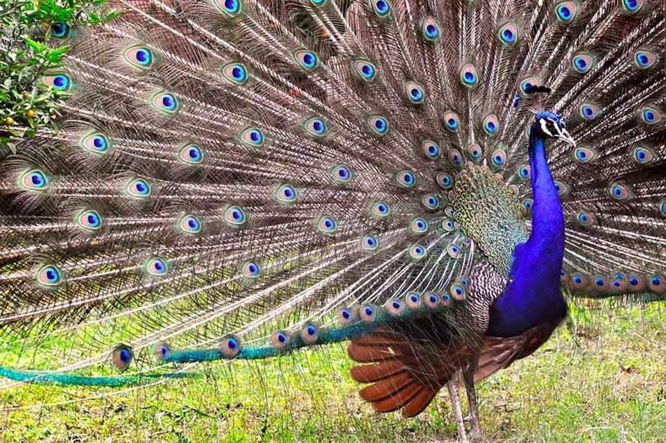 Patan Half Day Tour - Klook