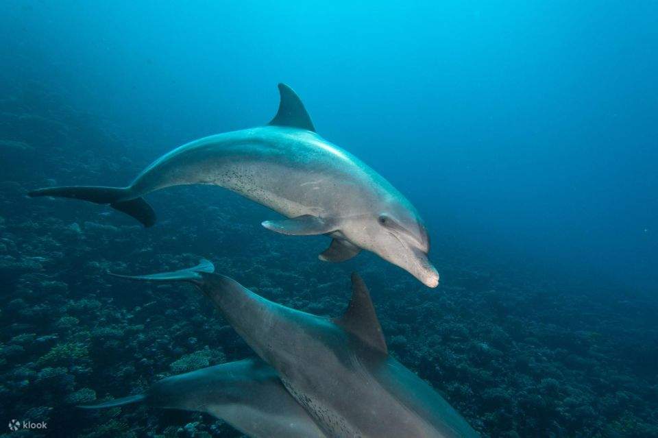 Discover the Majestic Dolphins of the Red Sea: Hurghada Dolphin ...