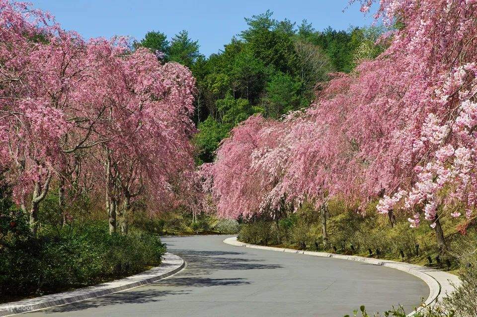 Miho Museum and Hikone-jo Join In Day Bus Tour from Nagoya - Klook