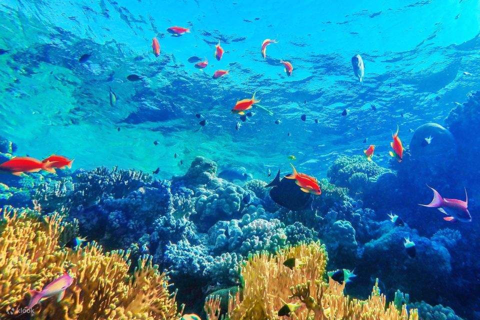 Discover the Beauty of Red Sea: Full-Day Speedboat Tour to Orange ...