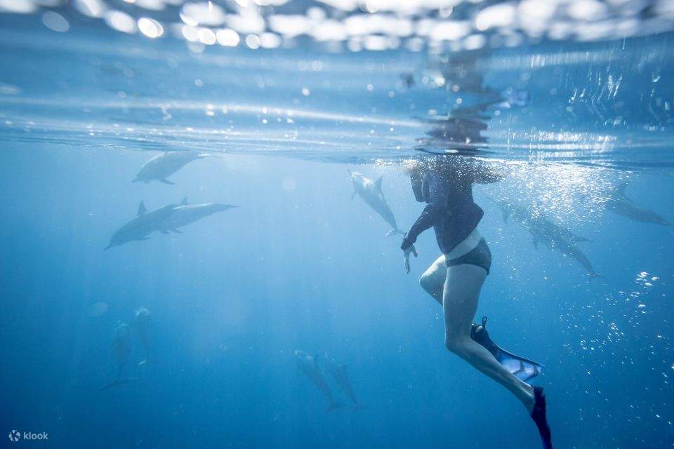 Discover the Majestic Dolphins of the Red Sea: Hurghada Dolphin ...