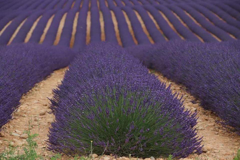 Experience Lavender in Luberon Regional Park with a Local Expert ...