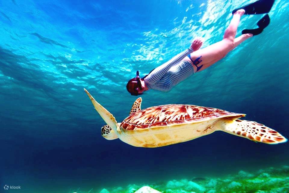 Jelajahi Marsa Mubarak: Snorkeling bersama Sapi Laut dan Penyu di Marsa ...