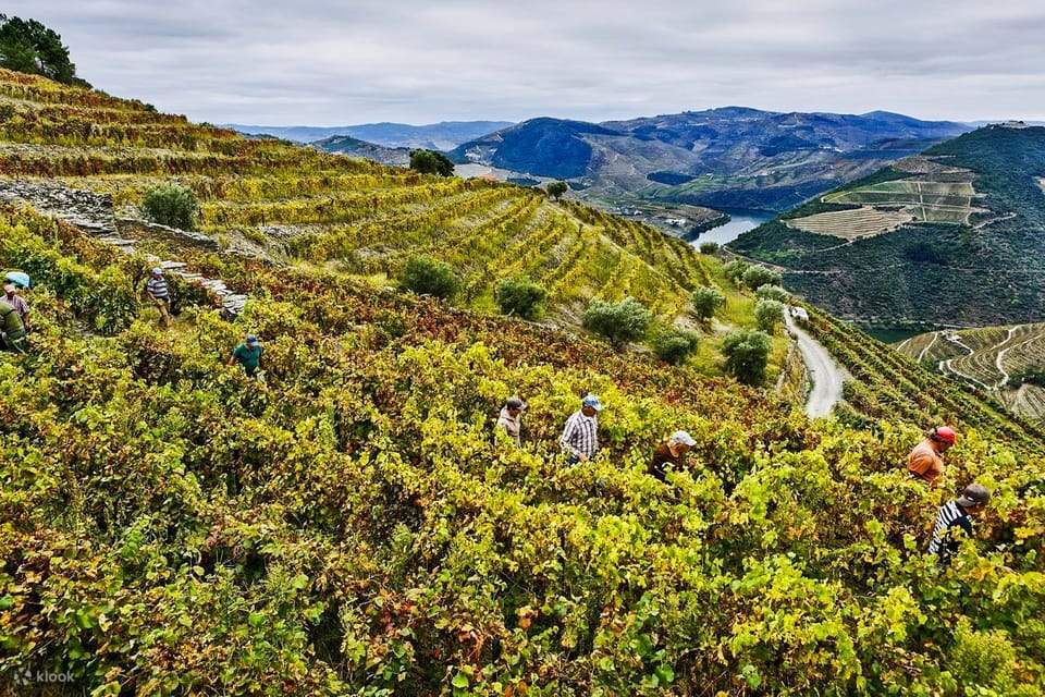 Douro Valley small group tour from Porto - Klook