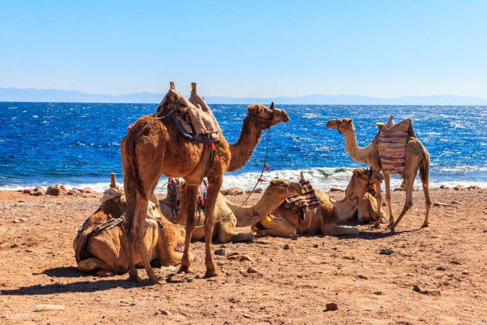 Explore the Beauty of Dahab and Canyon on an Overnight Safari from ...
