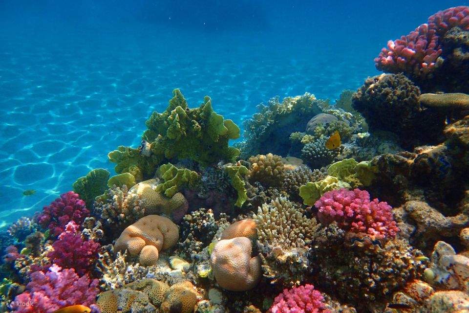 Discover the Beauty of Magawish Island: Boat Trip from Hurghada with ...