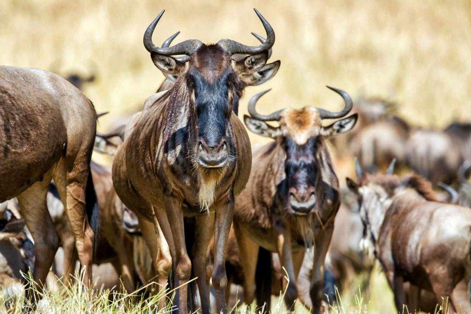 8 Days of Adventure: Kenya Safari with Scenic Train Ride to Diani ...