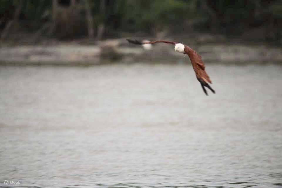 Firefly, Eagle Feeding and Blue Tears Nature Tour in Kuala Selangor - Klook