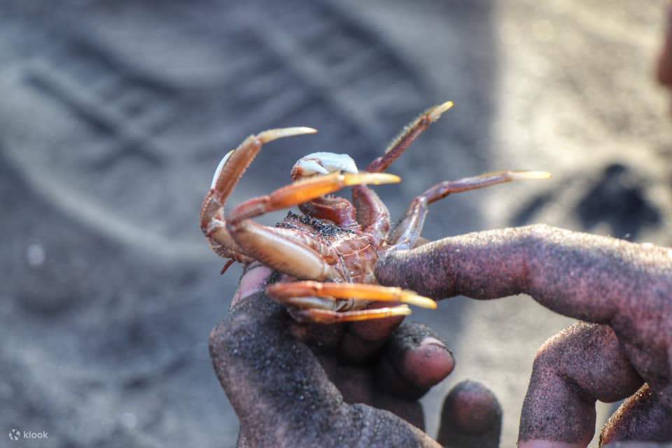 Pingtung: Sand Crab Fishing in Crescent Bay - Fun of Fishing Village ...