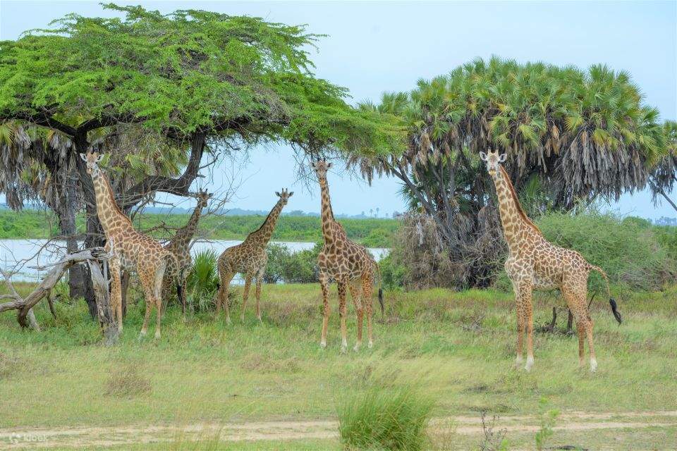 Discover Selous Game Reserve: Day Safari with Flights from Zanzibar ...