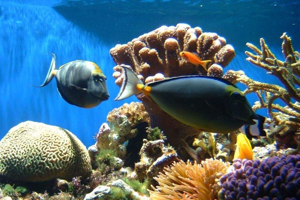 Explore Sharm El Sheikh with an Exciting ATV Quad Bike and Private Speedboat Adventure - Klook India