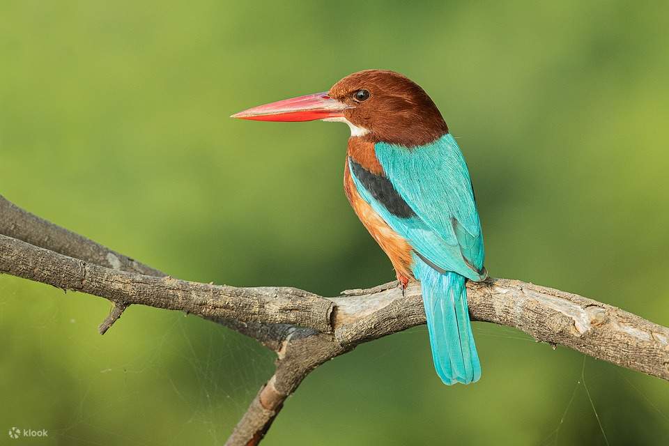 Same Day Trip of Bharatpur Bird Sanctuary from Jaipur - Klook