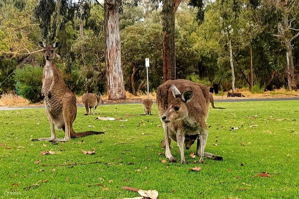 Perth to Pinnacles Self-Guided Driving Tour - Klook Australia