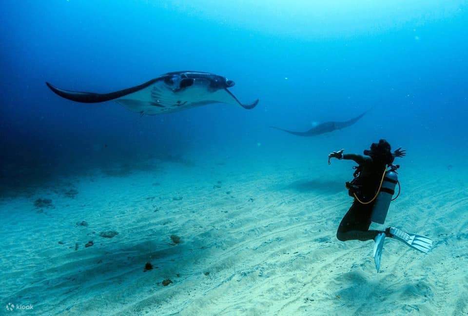 xplore Nusa Penida with Our Full-Day Dive Trip from Sanur | PADI 5 Star ...