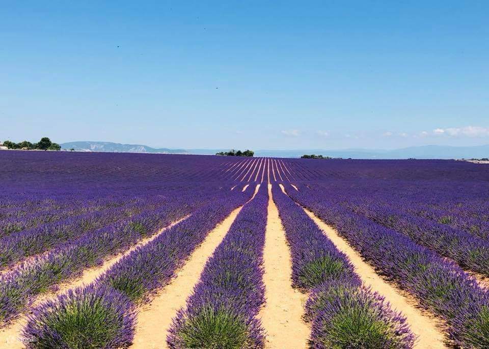 Nikmati Lavender di Taman Regional Luberon dengan Pakar Lokal - Klook ...