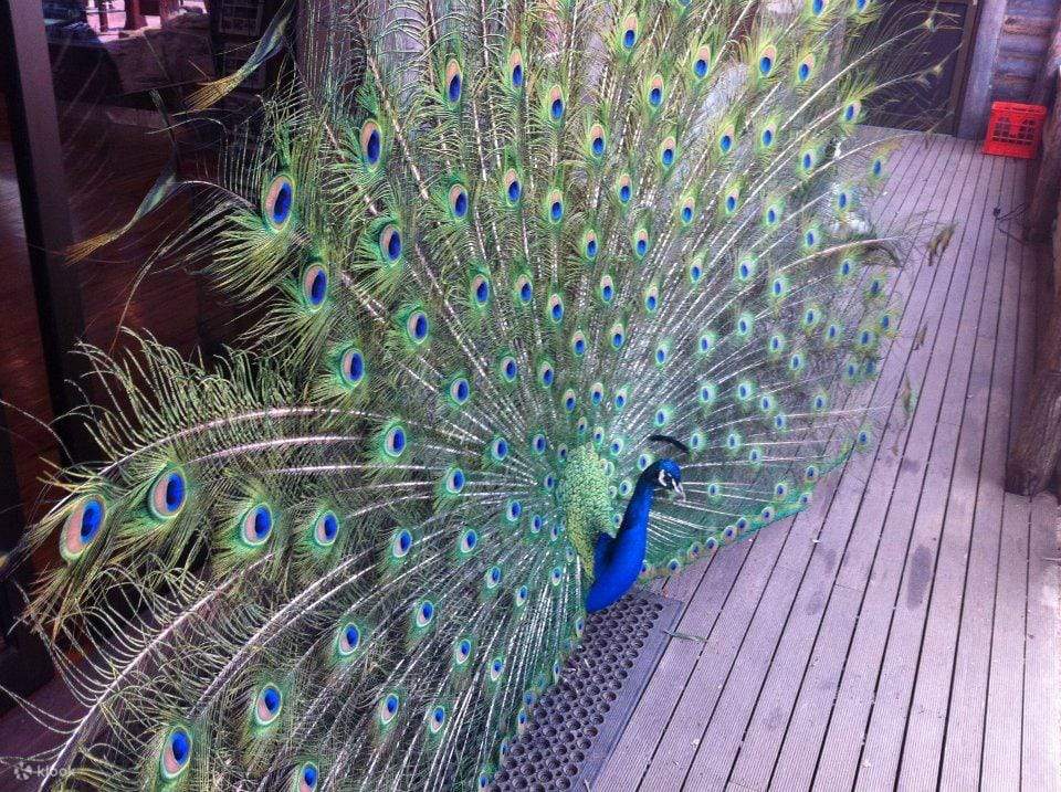 Philip Island Penguin Parade Tours from Melbourne - Klook Singapore