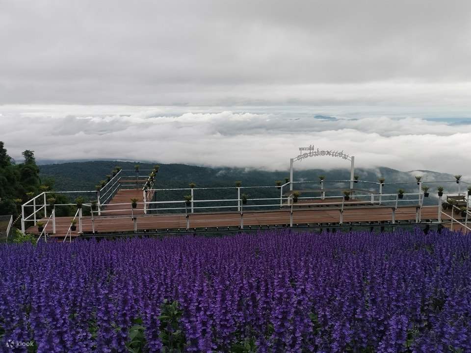 Chiang Mai: Mon Jam and Pongyang Jungle Private Day Trip - Klook