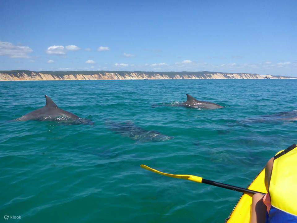 Noosa Dolphin View Kayak Tour & Great Beach Drive Adventure Boat Tour ...