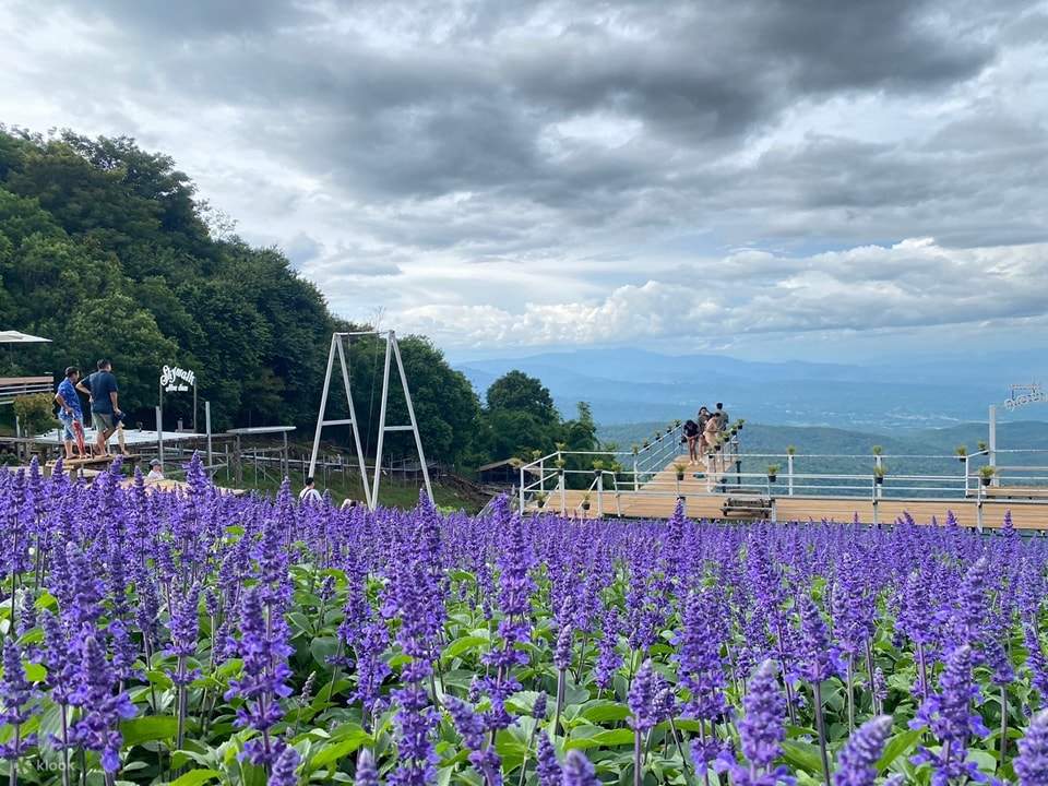 Chiang Mai: Mon Jam and Pongyang Jungle Private Day Trip - Klook Singapore