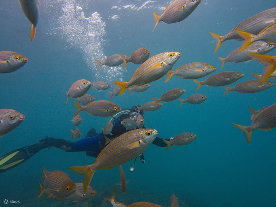 PADI Temui Selam Skuba di Canary Islands dengan PADI 5 Bintang IDC - Klook Amerika Syarikat