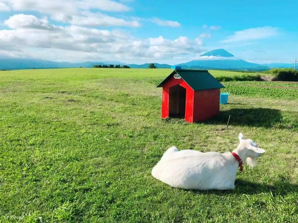 Depart from Sapporo｜Fuji, Nakayama Pass, Shibazakura Fields and Lake ...