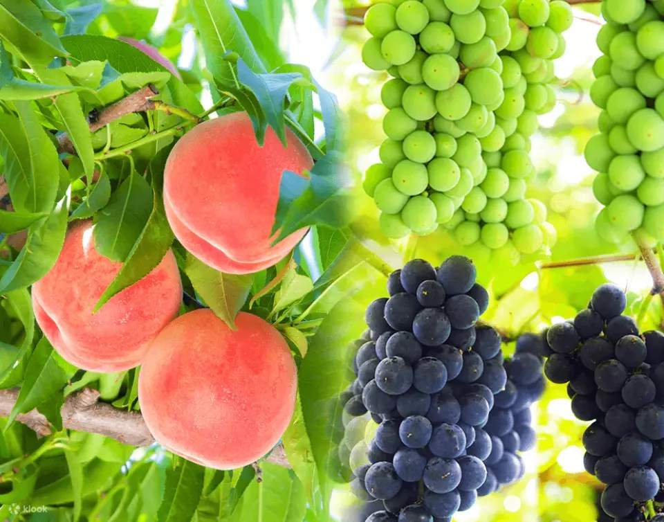 Mt. Fuji Flower Festival & Ropeway & Fruit Picking Tour from Tokyo ...