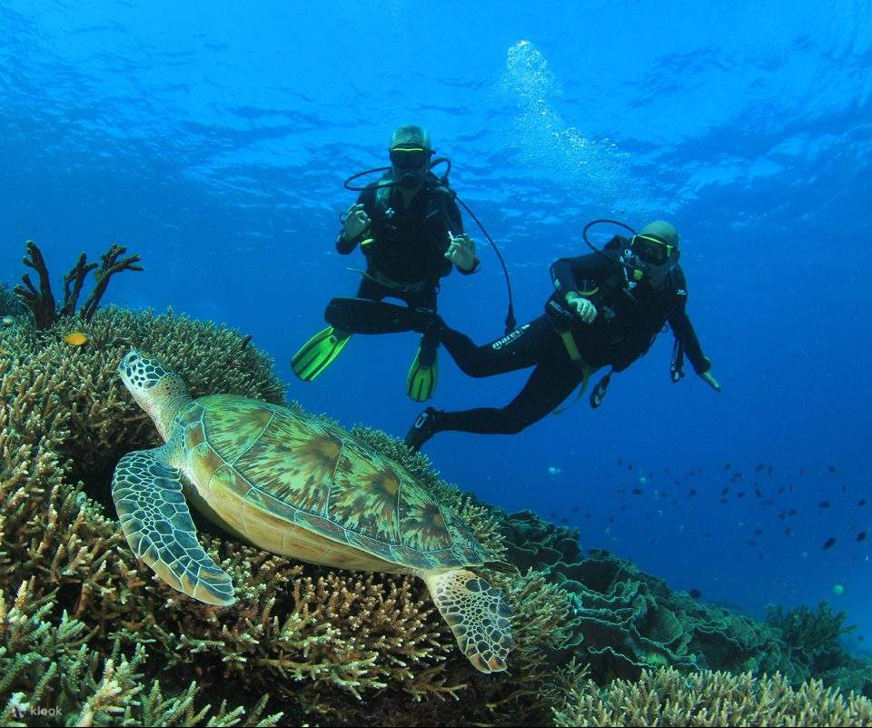 Komodo Dive Liveaboard (Open Trip) dari Labuan Bajo - Klook Indonesia