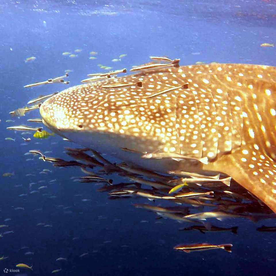 Learn Scuba Diving in El Nido, Palawan | PADI 5 Star Dive Resort ...