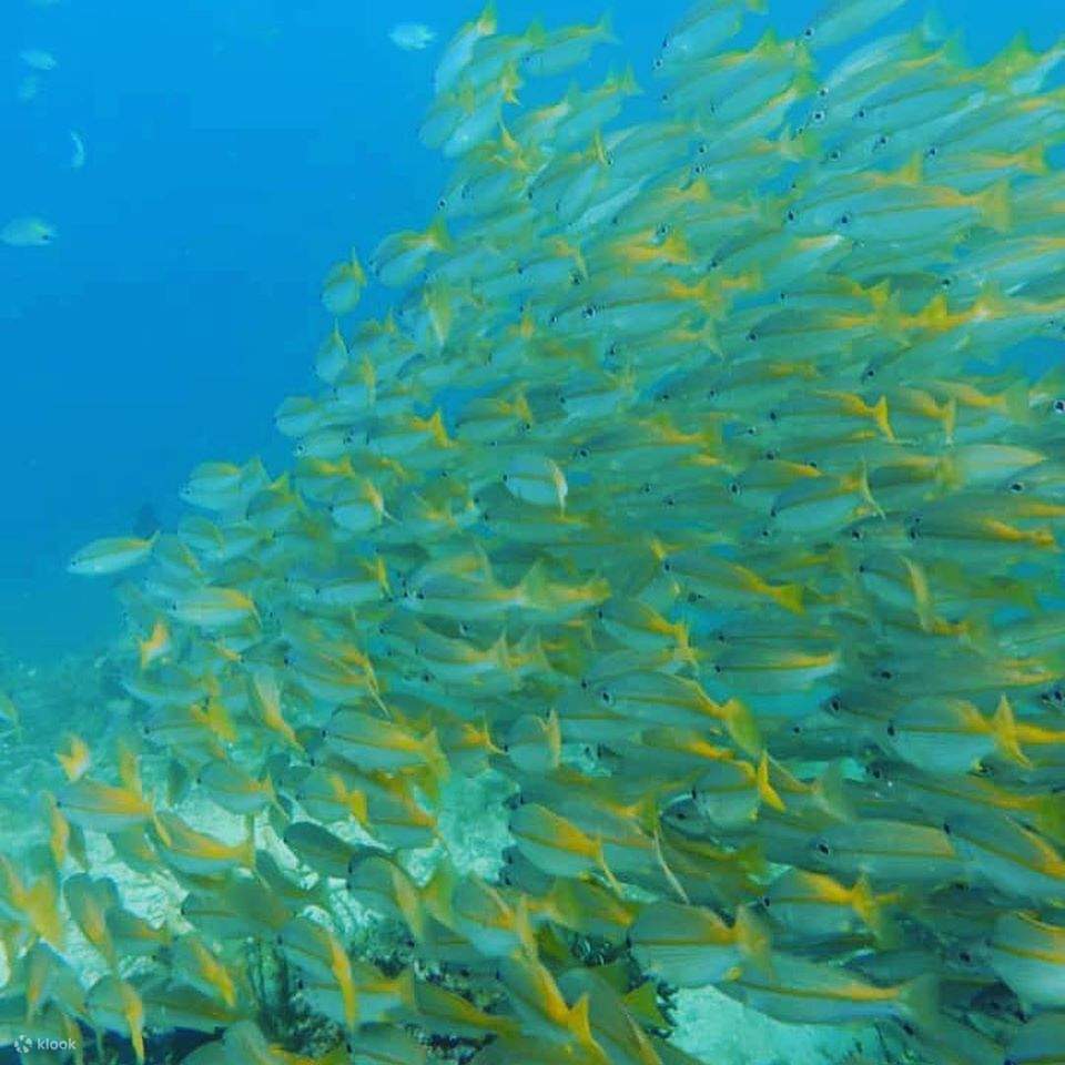 Esplora le profondità con il nostro pacchetto di immersioni ricreative ...