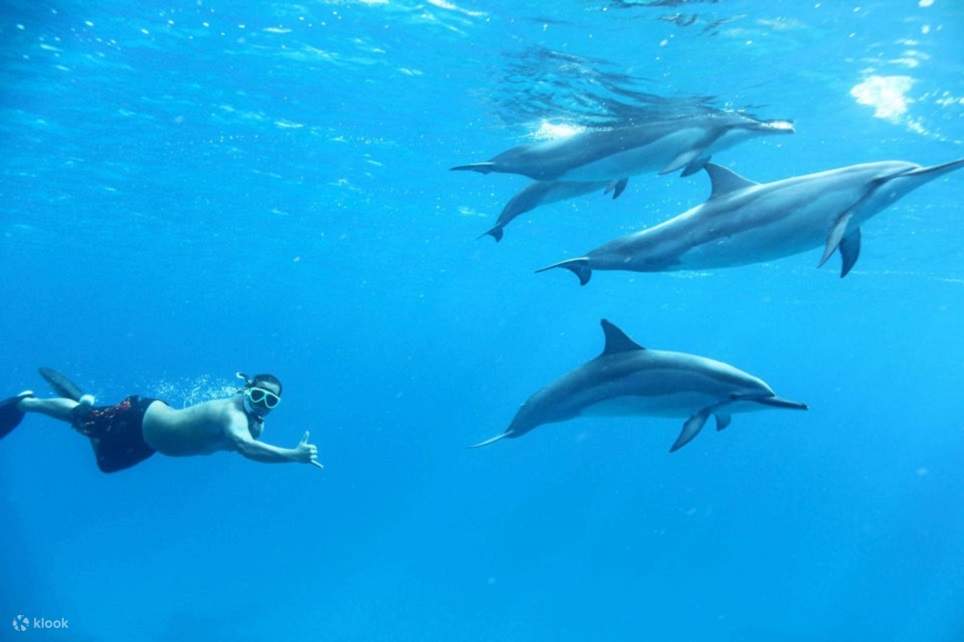 Perjalanan Laut Snorkeling Dolphin House Reef dengan Transportasi ...