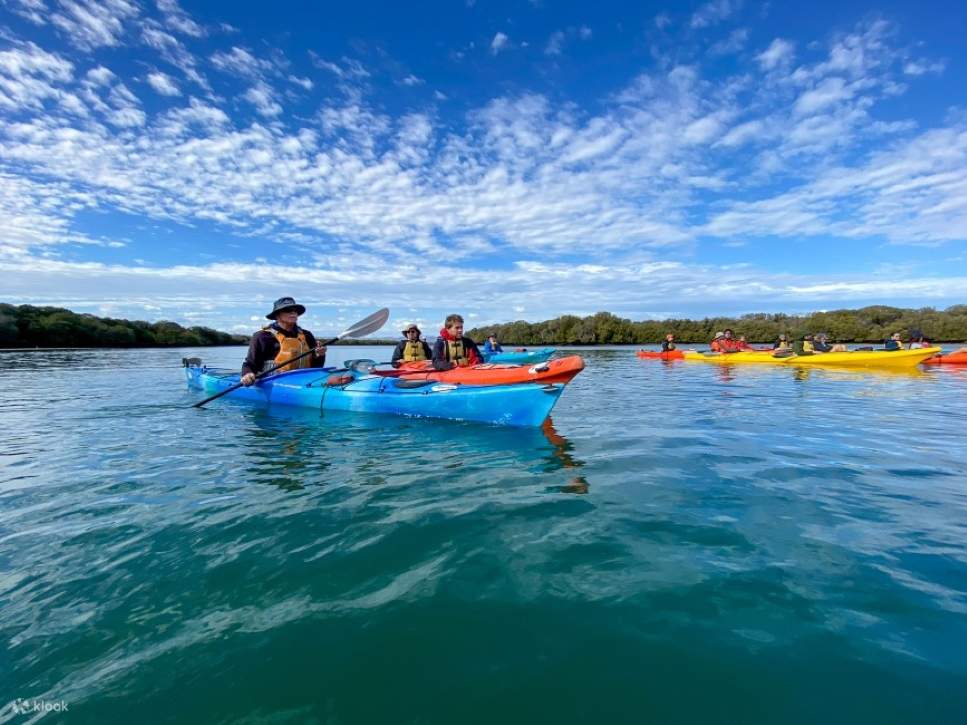 Dolphin Sanctuary and Ships Graveyard Kayak Tour - Klook