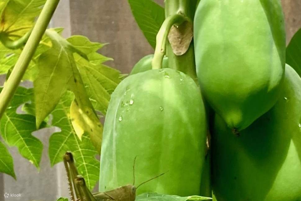 Private 5-Hour Tropical Gardens Tour & Sightseeing - Klook