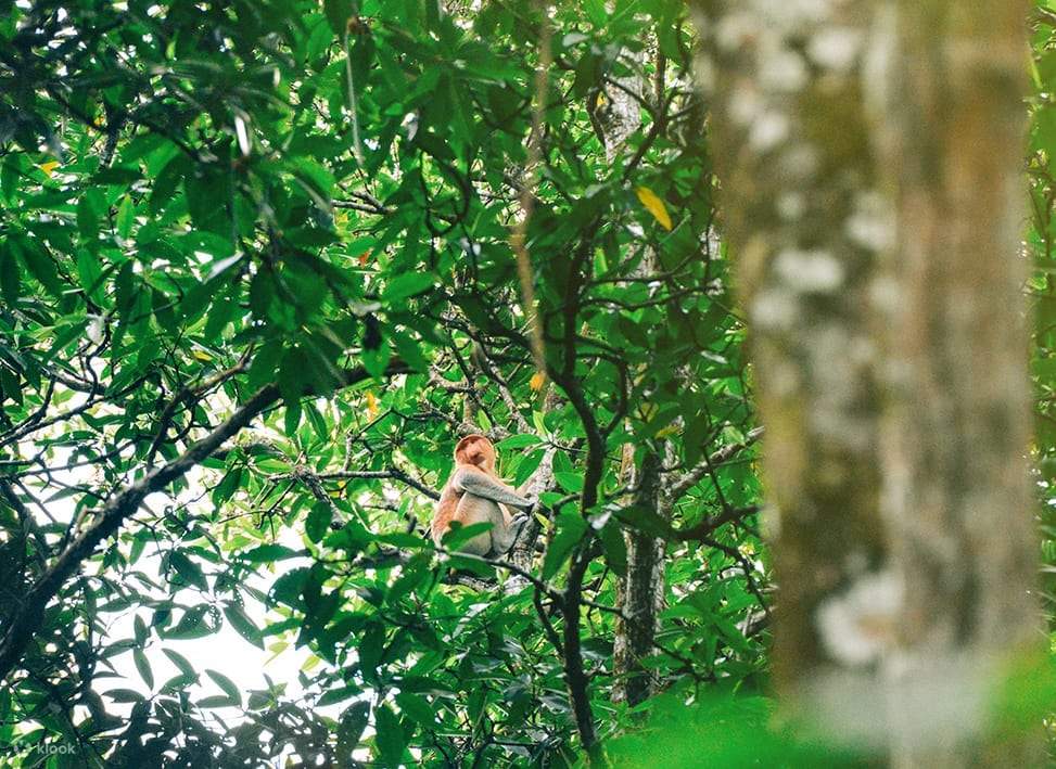 Proboscis Monkey Encounter Tour in Brunei - Klook