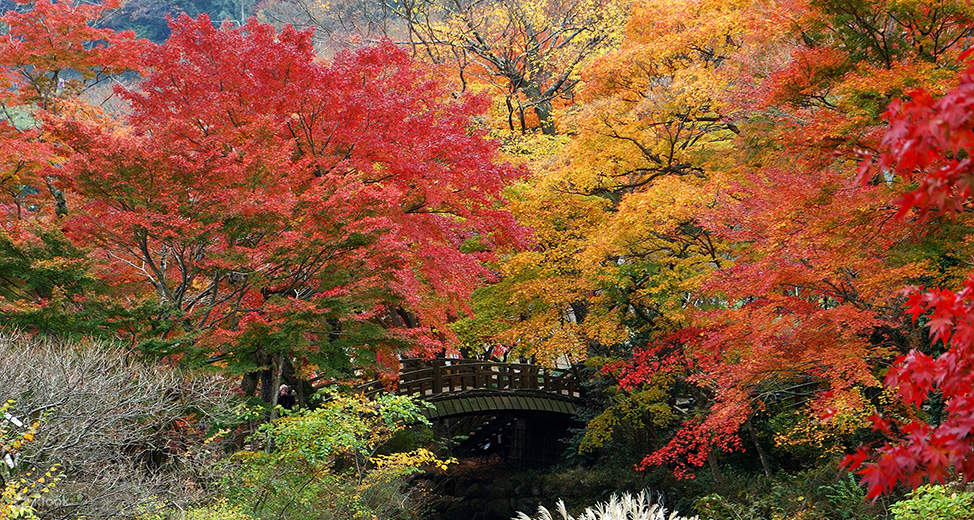 Shizuoka Izu｜Shuzenji Natural Park & Taman Plum Atami & Izu Panoramic ...