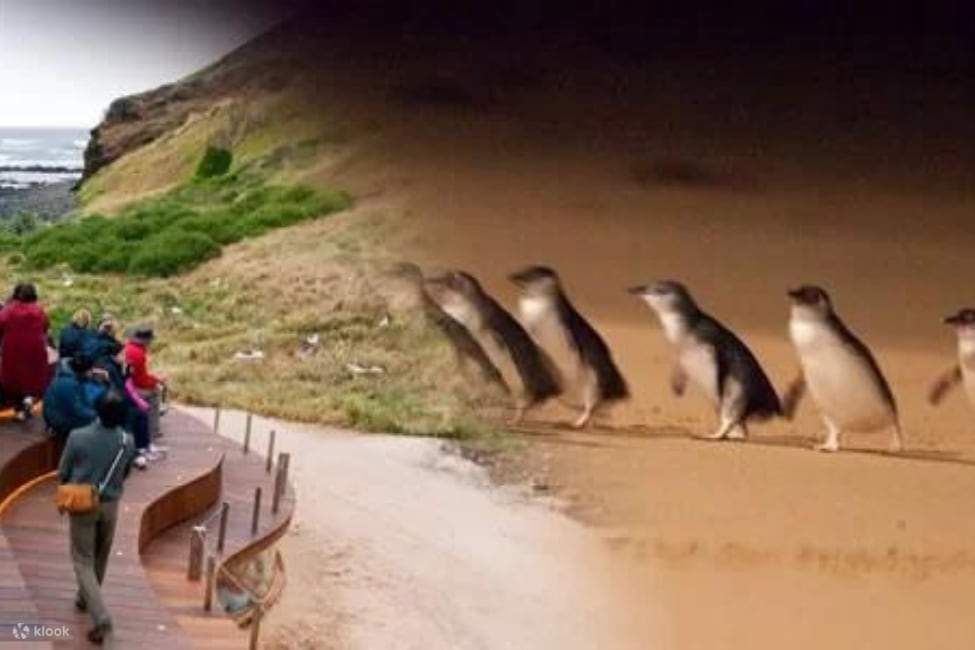 Phillip Island Penguin and Nature Day Tour - Klook