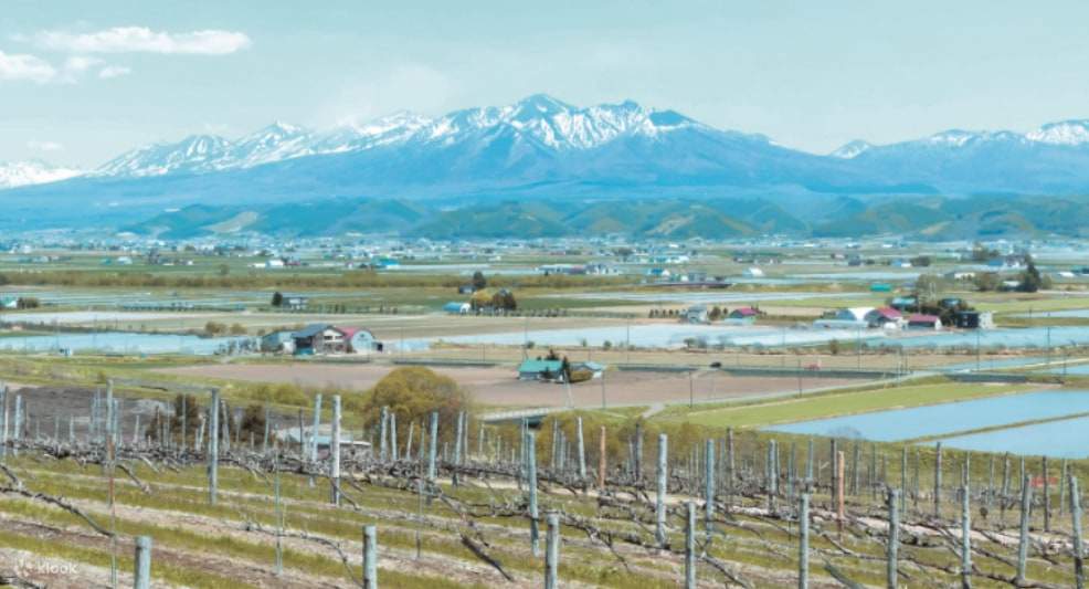 Hokkaido Spring Overture | Round Trip from Sapporo Furano & Biei Town ...