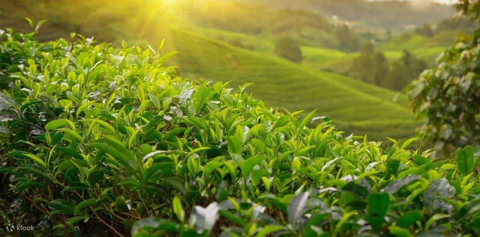 Excursión Ecológica en Hanói: Maravillas del Parque Nacional Ba Vi y ...