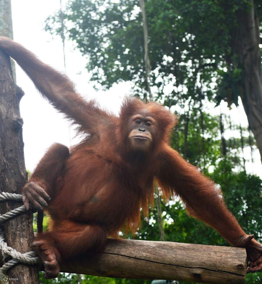 Pematang Siantar Zoo Ticekt - Klook