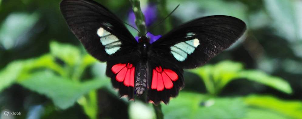 Niagara Falls Butterfly Conservatory Admission Ticket in Canada - Klook ...